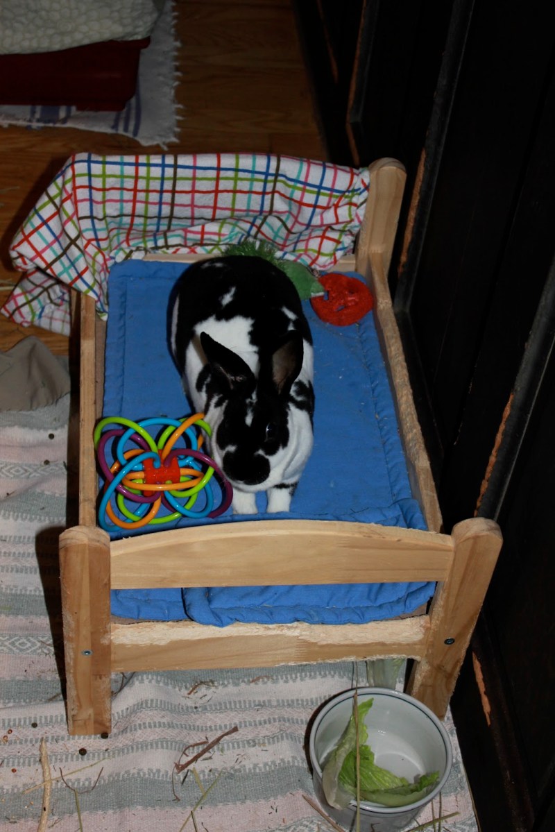 About Helen | Dobby the Capybara