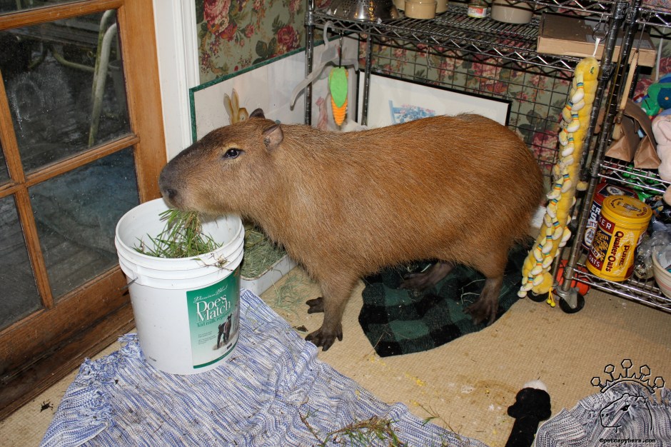 What Do Capybaras Eat? | Dobby the Capybara