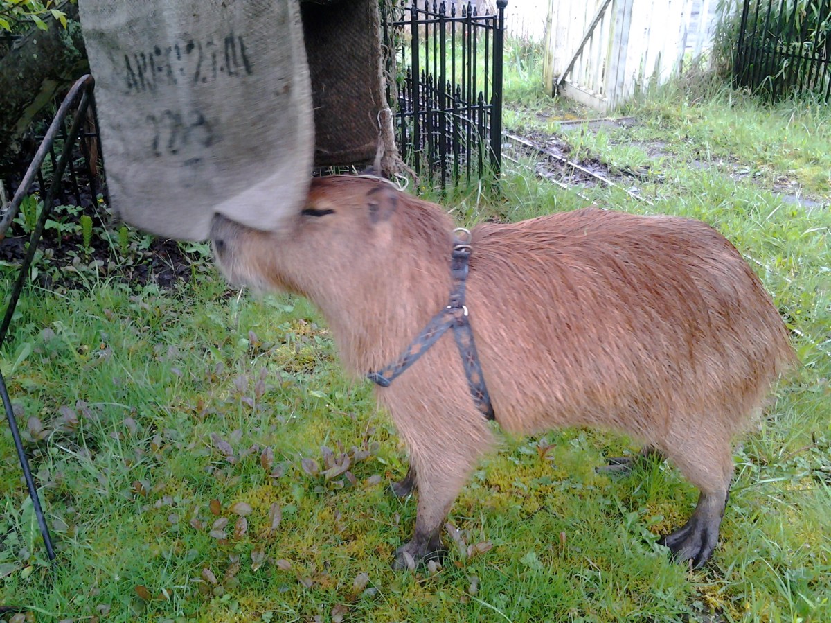 Making My Mark | Capybara Madness | Dobby the Capybara