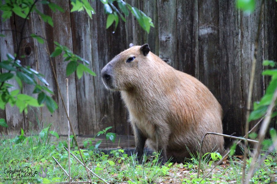 Garibaldi Rous Discovers the Sprinkler | Dobby the Capybara