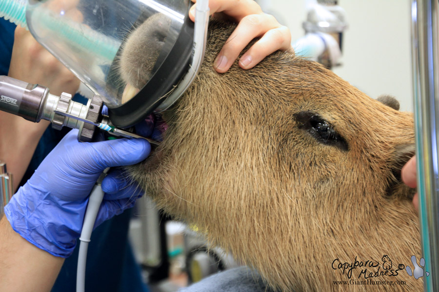 Garibaldi is Sick: Vet Visit 5 | Capybara Madness | Dobby the Capybara