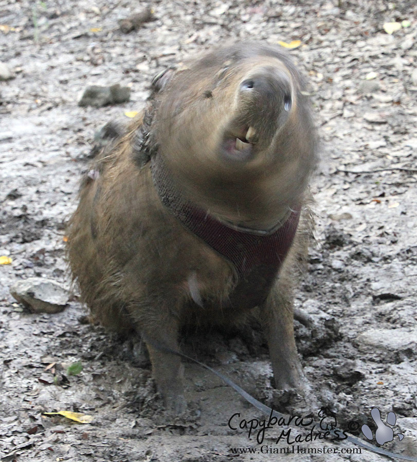 A Walk in the Mud | Capybara Madness | Dobby the Capybara