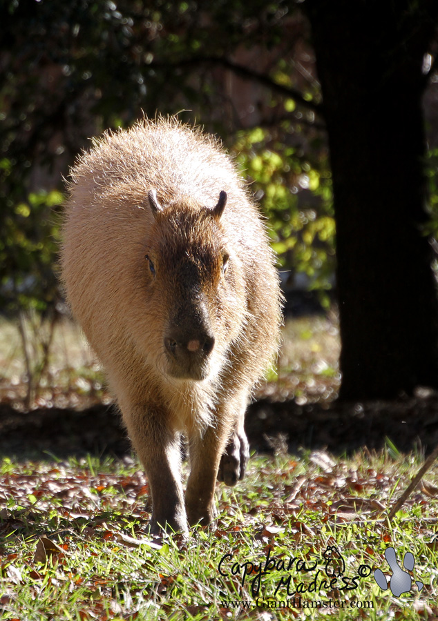 Getting Better | Capybara Madness | Dobby the Capybara