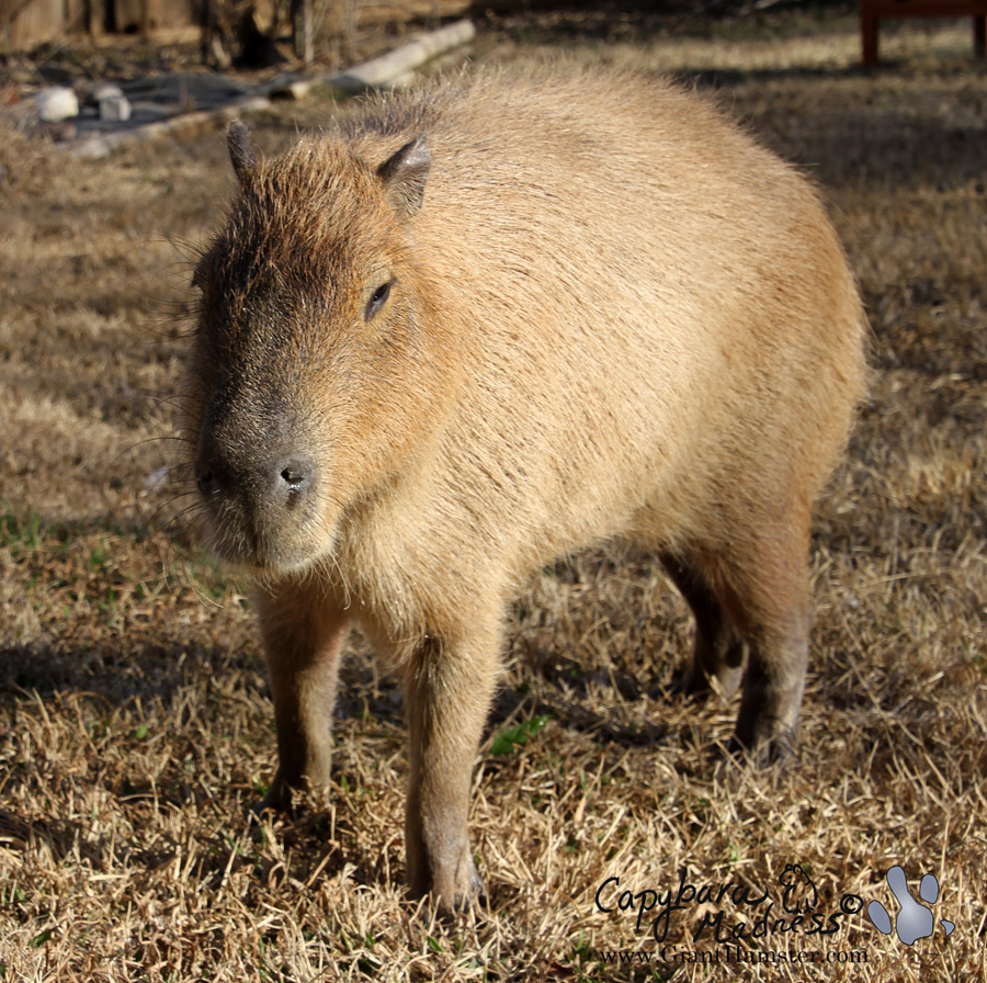 In Memoriam: Garibaldi Rous | Capybara Madness | Dobby the Capybara