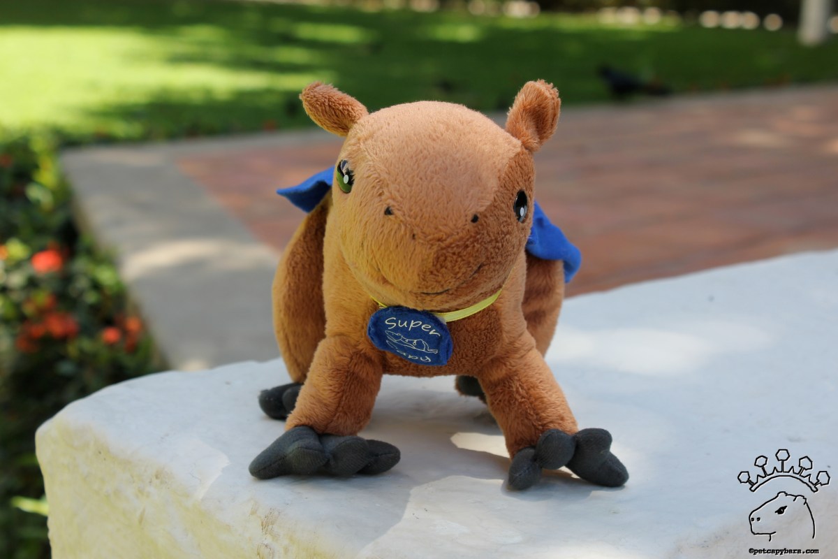 Super Capy goes to Ixtapa/Zihuatanejo | Dobby the Capybara