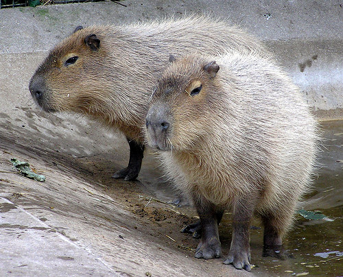 Florida’s Invaders–Capybara | Daily Kos | Dobby the Capybara