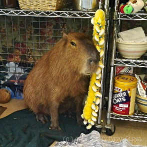 My Magazine Debut | Dobby the Capybara