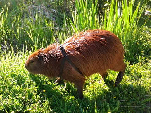 My Magazine Debut | Dobby the Capybara