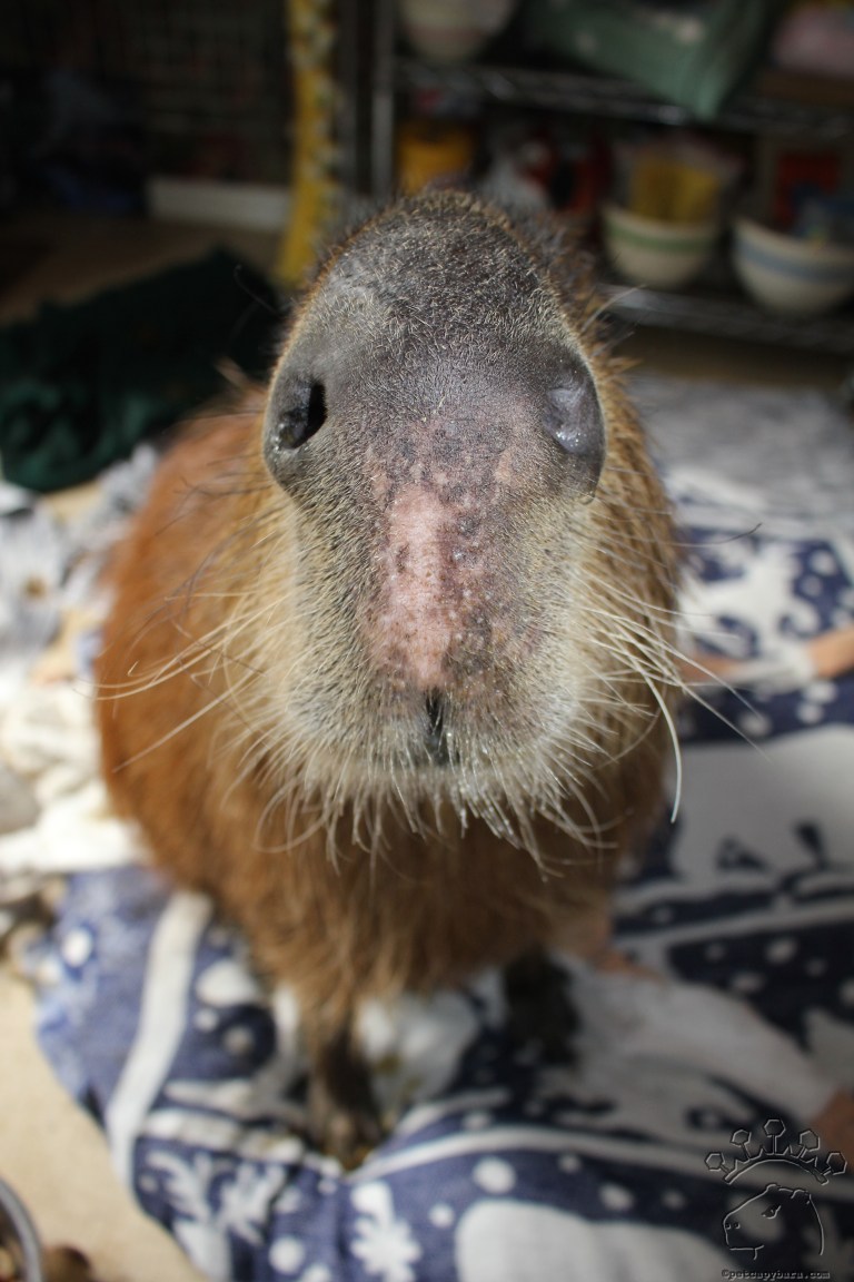 My Magazine Debut | Dobby the Capybara