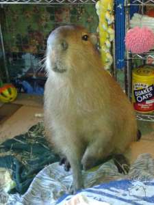 The Bad Bara | Dobby the Capybara