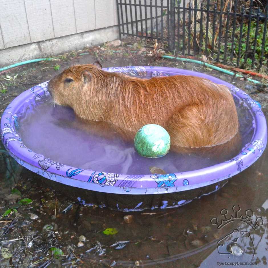 The Bad Bara | Dobby the Capybara