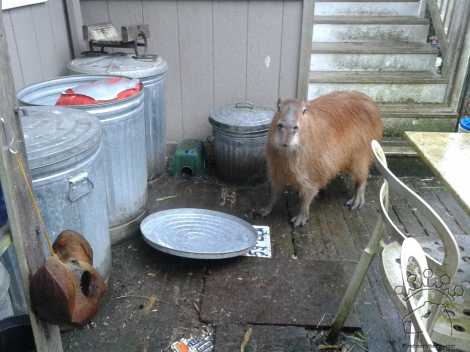 The Bad Bara | Dobby the Capybara