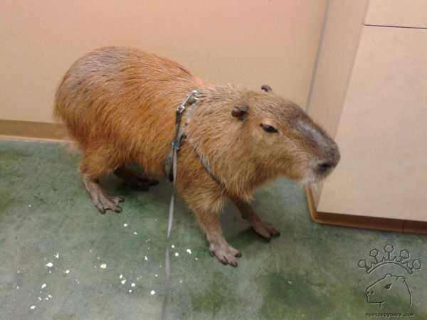 Two Front Teeth: A Dental Tale - Baby Capybara