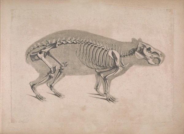 Two Front Teeth: A Dental Tale - Baby Capybara