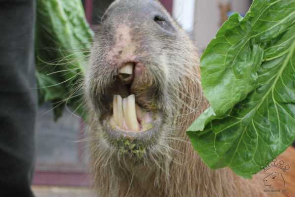 Two Front Teeth: A Dental Tale - Baby Capybara