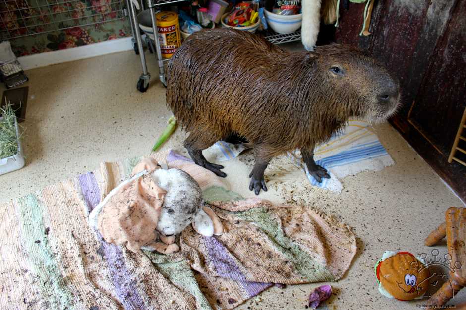Party Animal | Dobby the Capybara