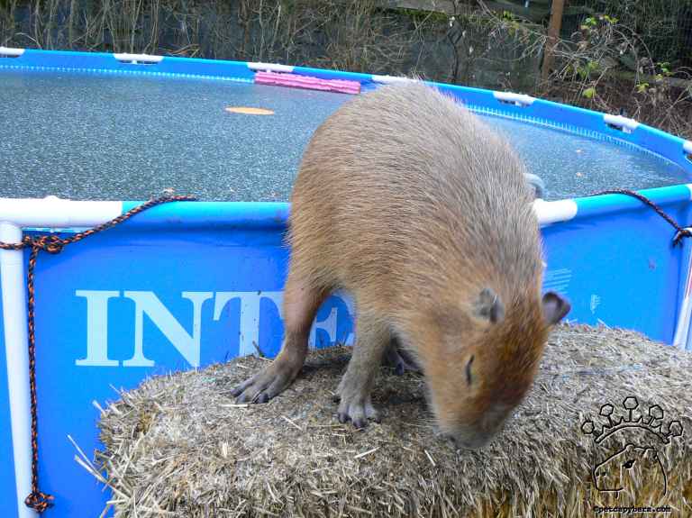 The End of Innocence | December 2009 | Dobby the Capybara