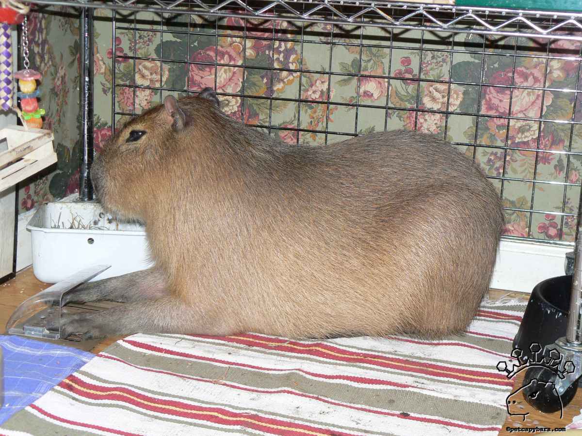 The End of Innocence | December 2009 | Dobby the Capybara