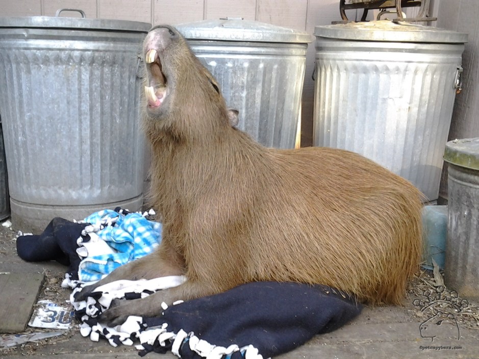 Big Teeth, Bigger Dental Bills | Dobby the Capybara