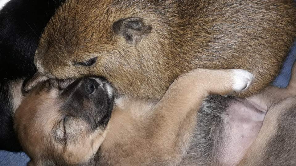 The tender story of a capybara raised between dogs | Dobby the Capybara