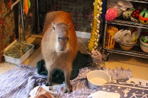 Home Sweet Home: The Habitat of Capybaras - Baby Capybara