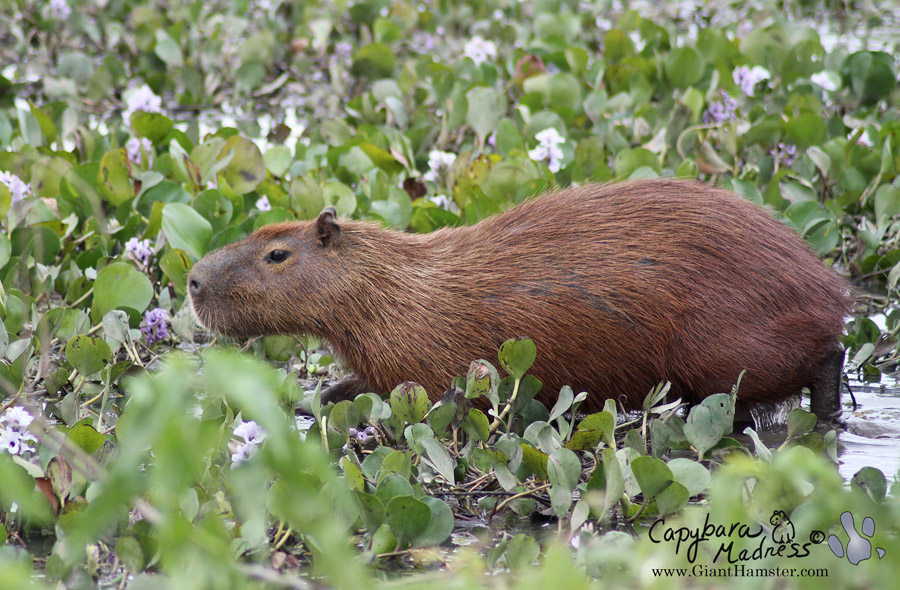 Where Do Capybaras Live? | Dobby the Capybara