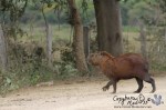 Home Sweet Home: The Habitat of Capybaras - Baby Capybara