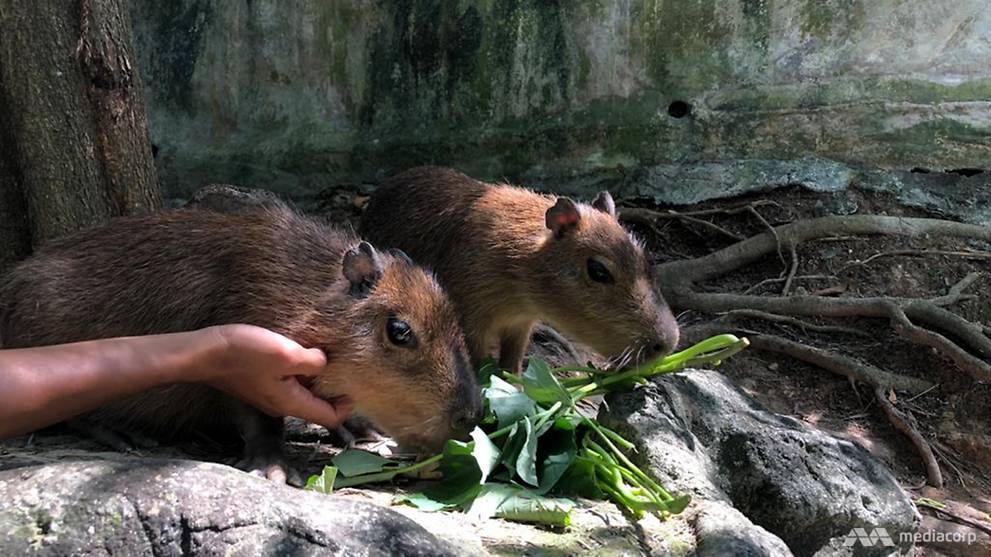 Cute and harmless: Exotic rodents charm visitors in Selangor petting ...