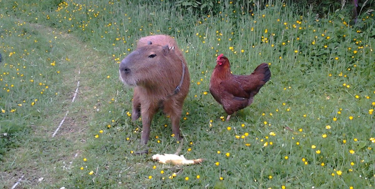 Capybaras Love Chickens | Dobby the Capybara