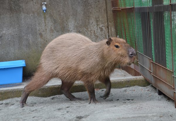 New Capybaras in Town | Dobby the Capybara