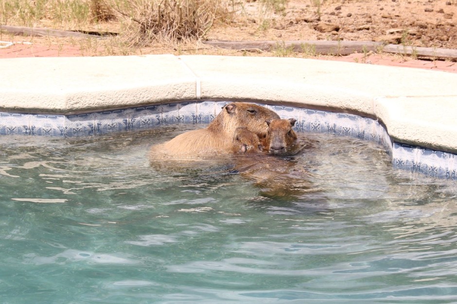 Capybaras Underwater | Dobby the Capybara