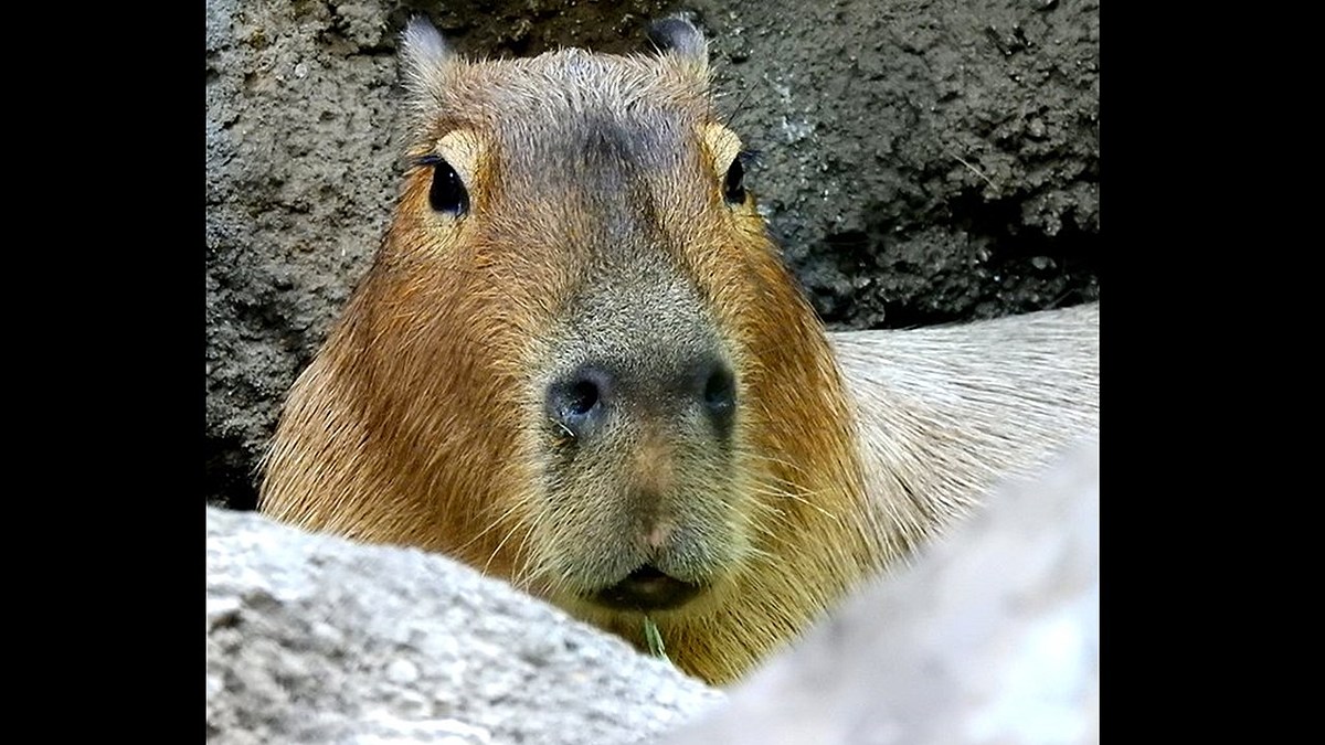Rodrigo, Beloved Capybara at Denver Zoo | Dobby the Capybara