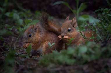 Woman Becomes Unlikely Mom To Group Of Wild Baby Squirrels | Dobby the Capybara