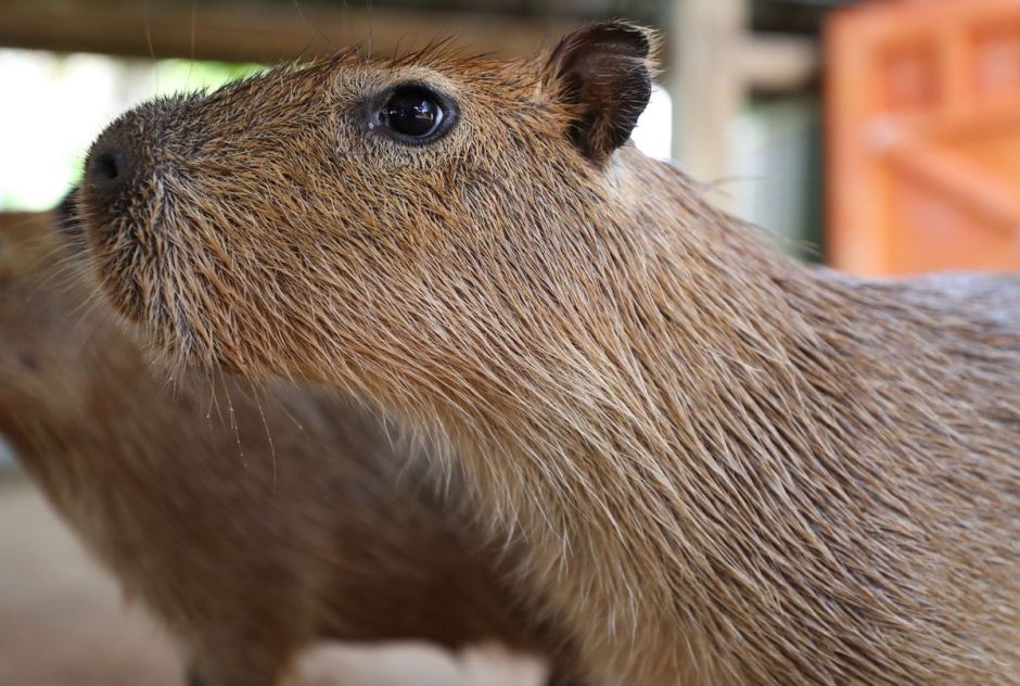 New Capybaras in Town | Dobby the Capybara