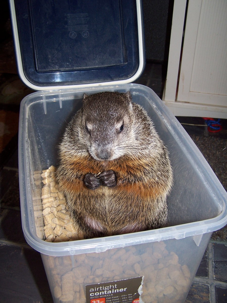 Maude in the food bin | Dobby the Capybara