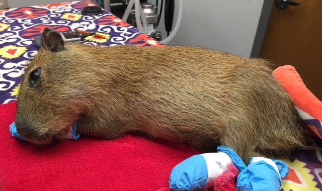 Frostbite in Capybaras, for Real | Dobby the Capybara