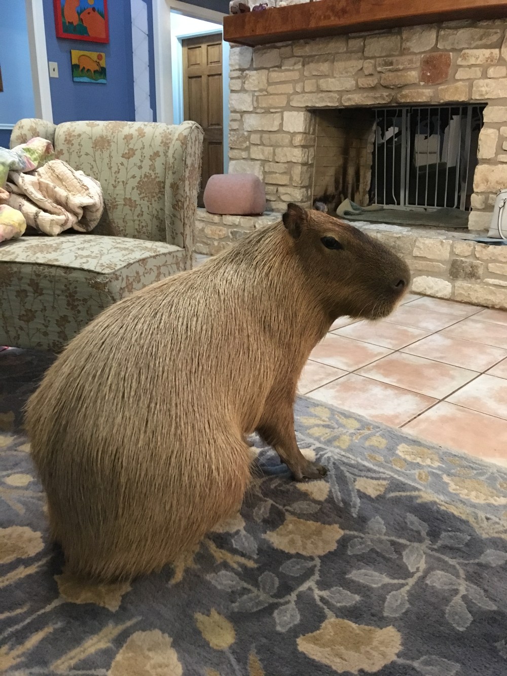 Remembering Mudskipper ROUS | Dobby the Capybara