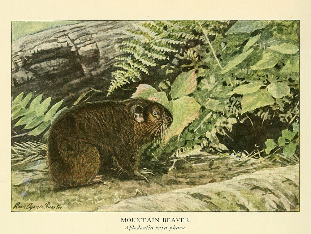 The Mountain Beaver That Is Not A Beaver | Cool Green Science | Dobby ...