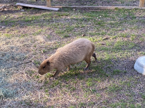 Capybara Rescue Update | Dobby the Capybara