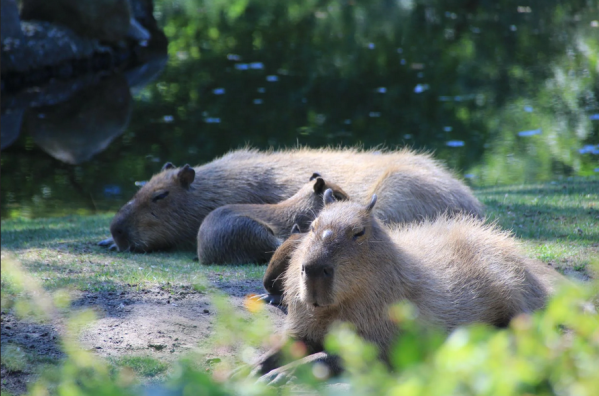 Capybara Spotters Report | Dobby the Capybara