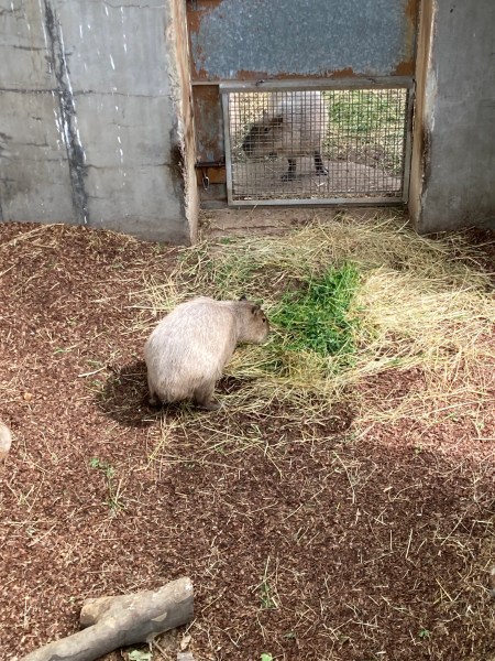 Capybara Spotters Report | Dobby the Capybara