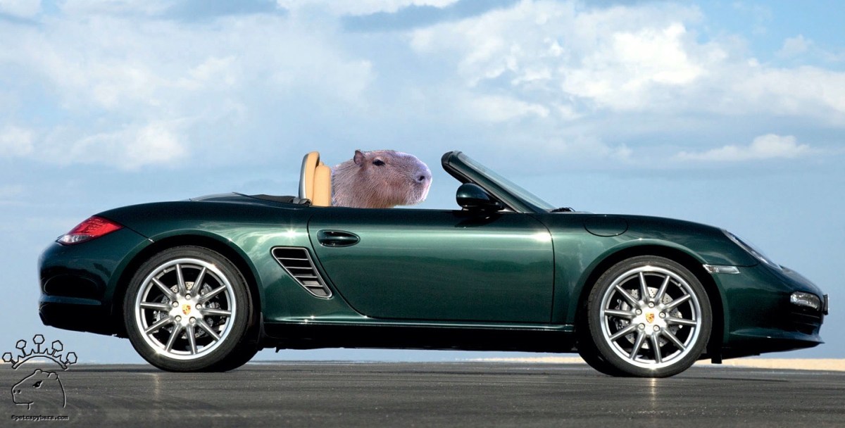 How to Find a Reputable Capybara Breeder | Dobby the Capybara