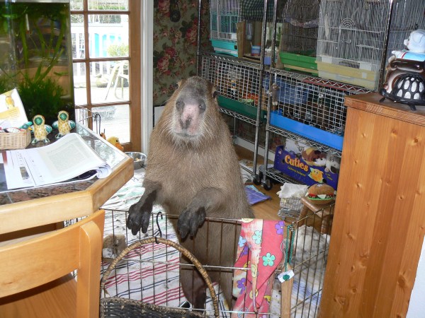 How to Find a Reputable Capybara Breeder | Dobby the Capybara