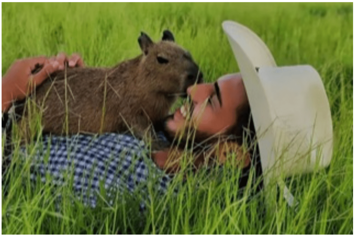 Is It Legal to Have a Pet Capybara? | Dobby the Capybara