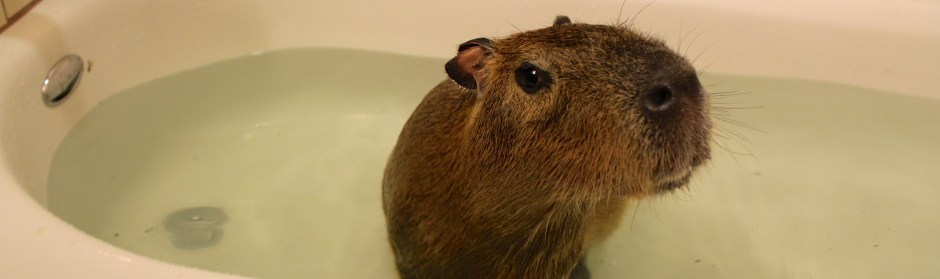 Spooky Creatures at Ghost Ranch Exotics and Hilarious Hoofed Friends at ...