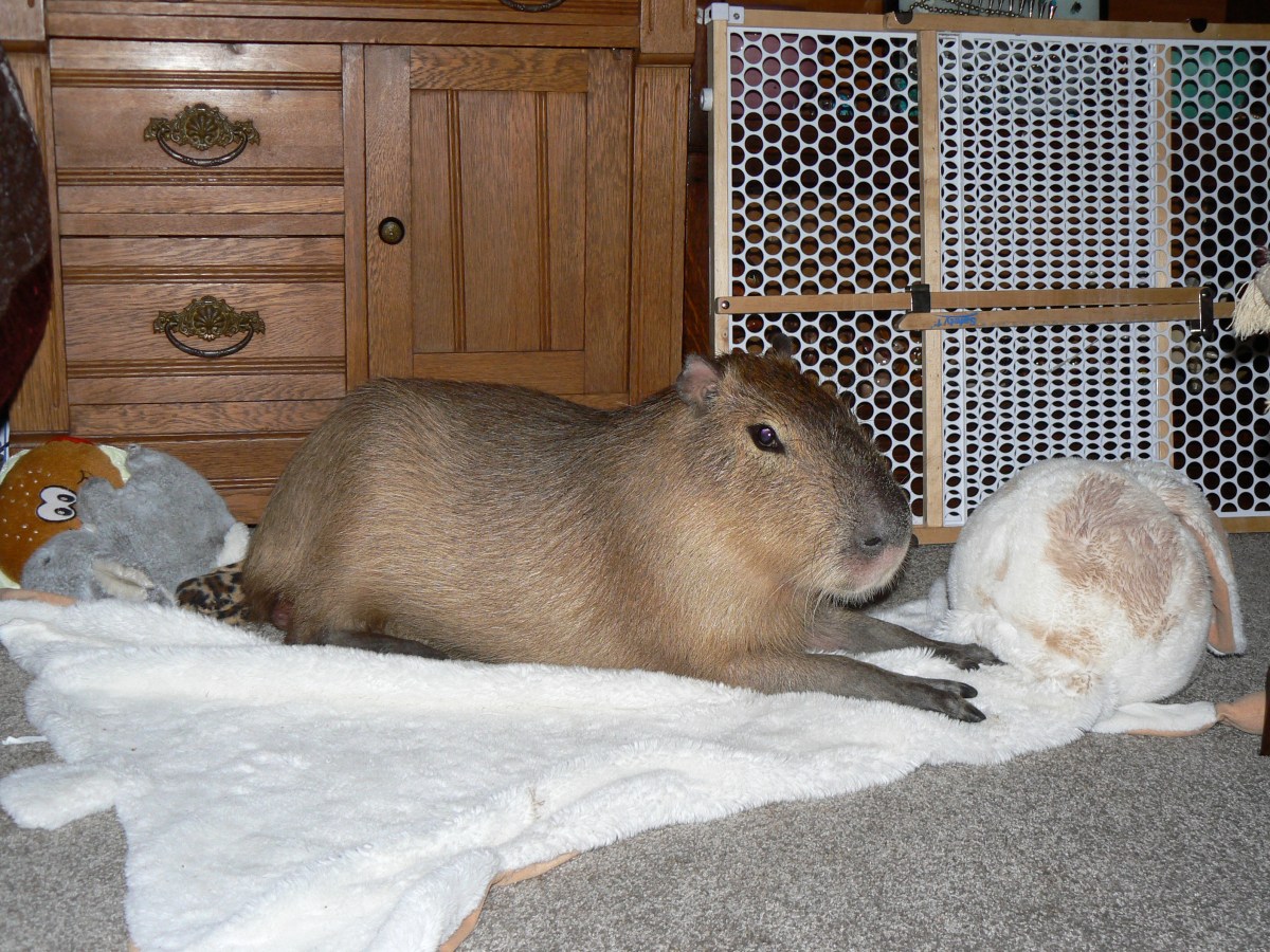 Capybaras for Home and Garden – part one | Dobby the Capybara