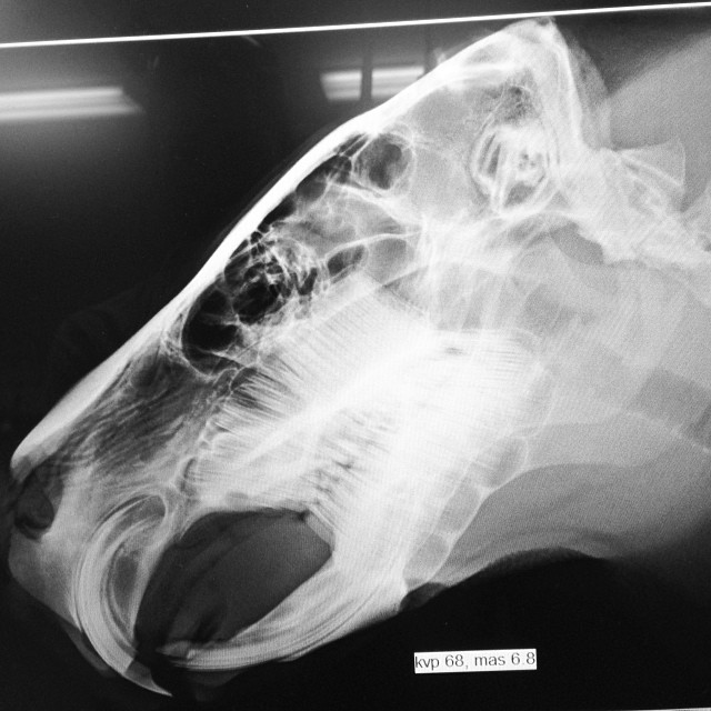 Gari teeth radiograph | Dobby the Capybara