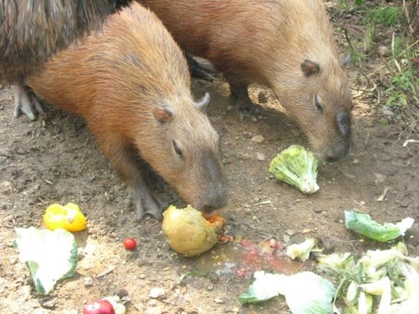 What Do Capybaras Eat? | Dobby the Capybara