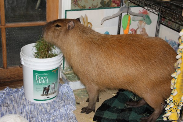 How Big are Capybaras? | Dobby the Capybara
